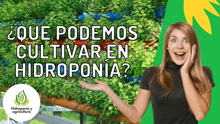 Cultivos ideales para la hidroponía - promagal.es - Blog Informativo