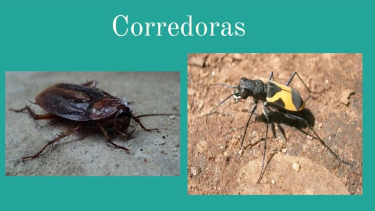 Diferentes tipos de patas de insectos - promagal.es - Blog Informativo