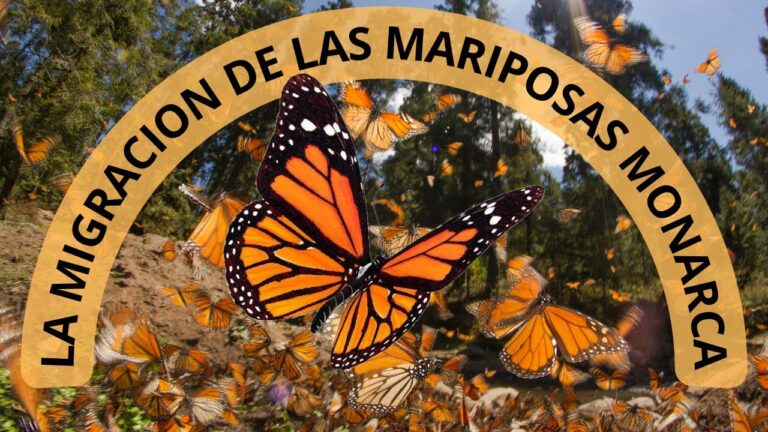 El fascinante viaje de la mariposa monarca - promagal.es - Blog Informativo
