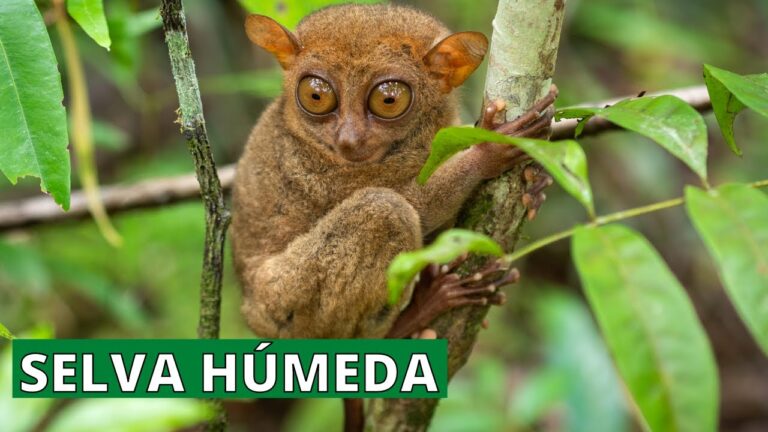 Flora y fauna en la selva húmeda de México - promagal.es - Blog Informativo
