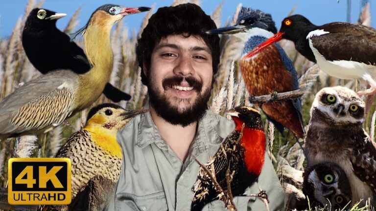 Aves con copete y sus nombres - promagal.es - Blog Informativo
