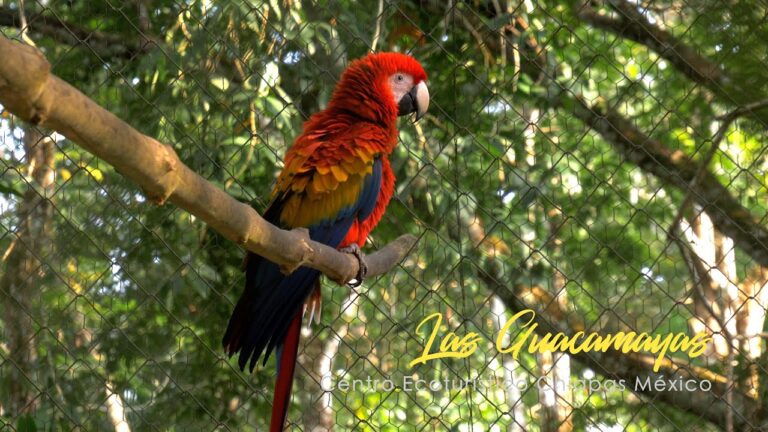 La Fauna Exótica de Chiapas - promagal.es - Blog Informativo