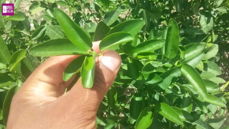 Secretos de las hojas de limón que te sorprenderán - promagal.es - Blog ...