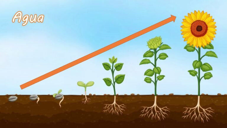 Suelo Y Desarrollo De Plantas Condiciones Importantes Promagal Es