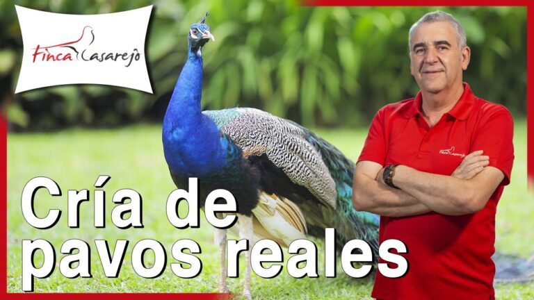 El fascinante proceso reproductivo del pavo real - promagal.es - Blog ...