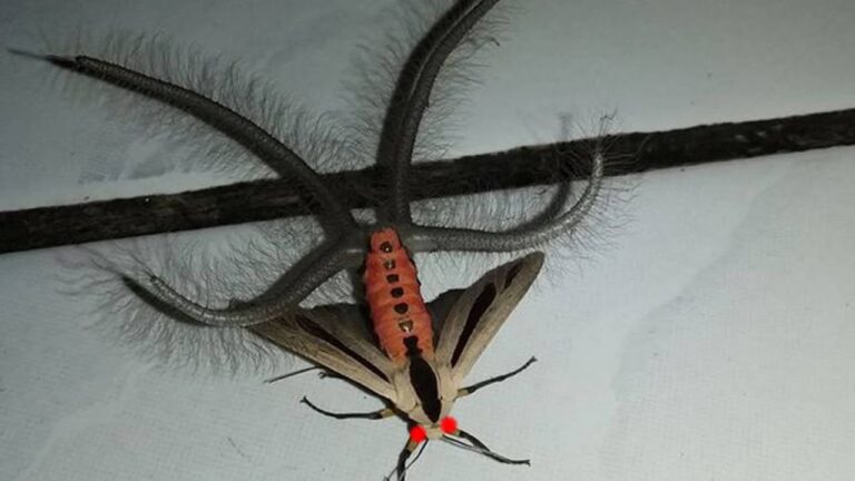Los insectos más feos del mundo - promagal.es - Blog Informativo