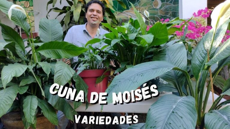Tipos de plantas cuna de Moisés - promagal.es - Blog Informativo