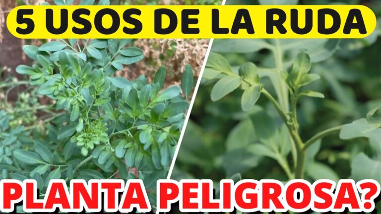Beneficios de tener una planta de ruda en casa - promagal.es - Blog ...
